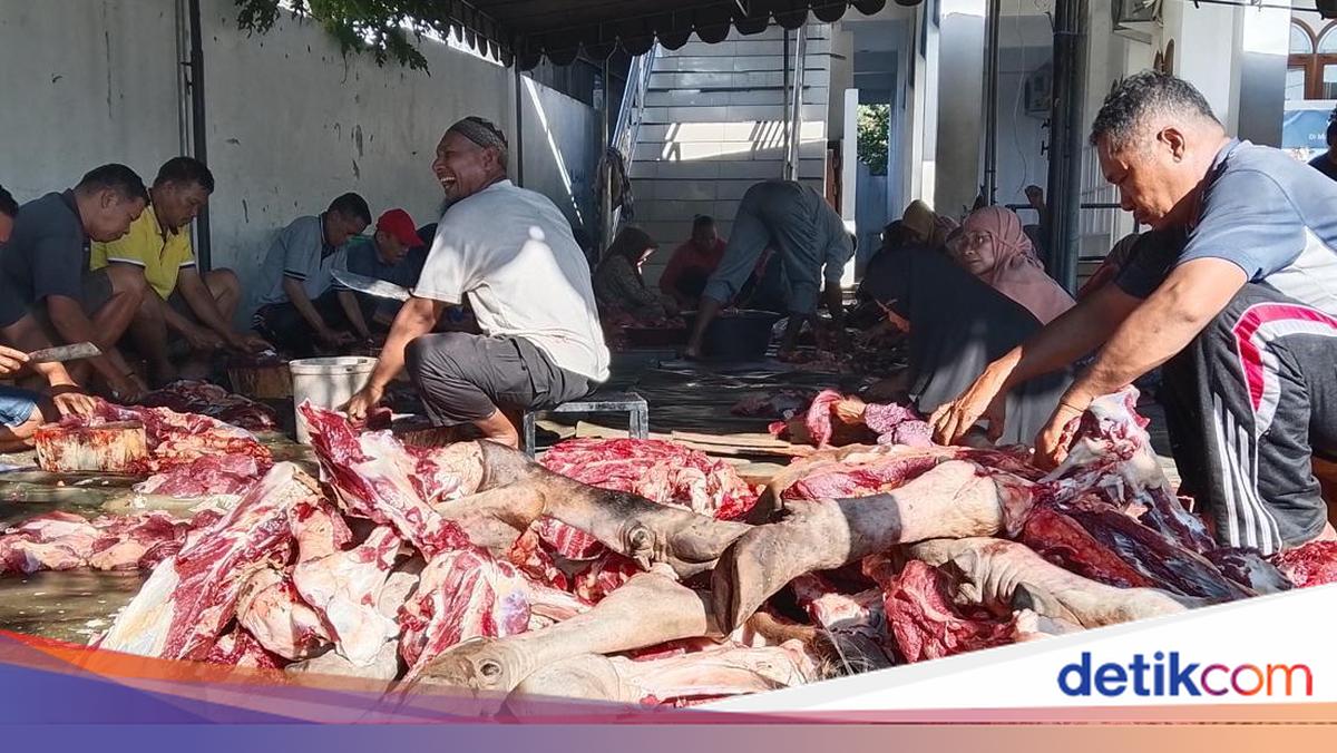 Masjid Al-Amin Weri Sembelih Sapi Gubernur NTT, Bagikan 800 Kantong Daging