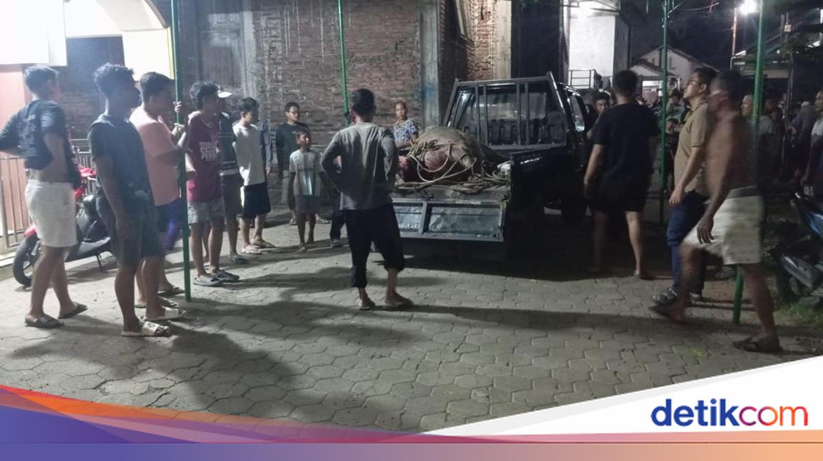 Geger Kerbau Kurban di Kudus Lepas Seruduk 2 Pemotor