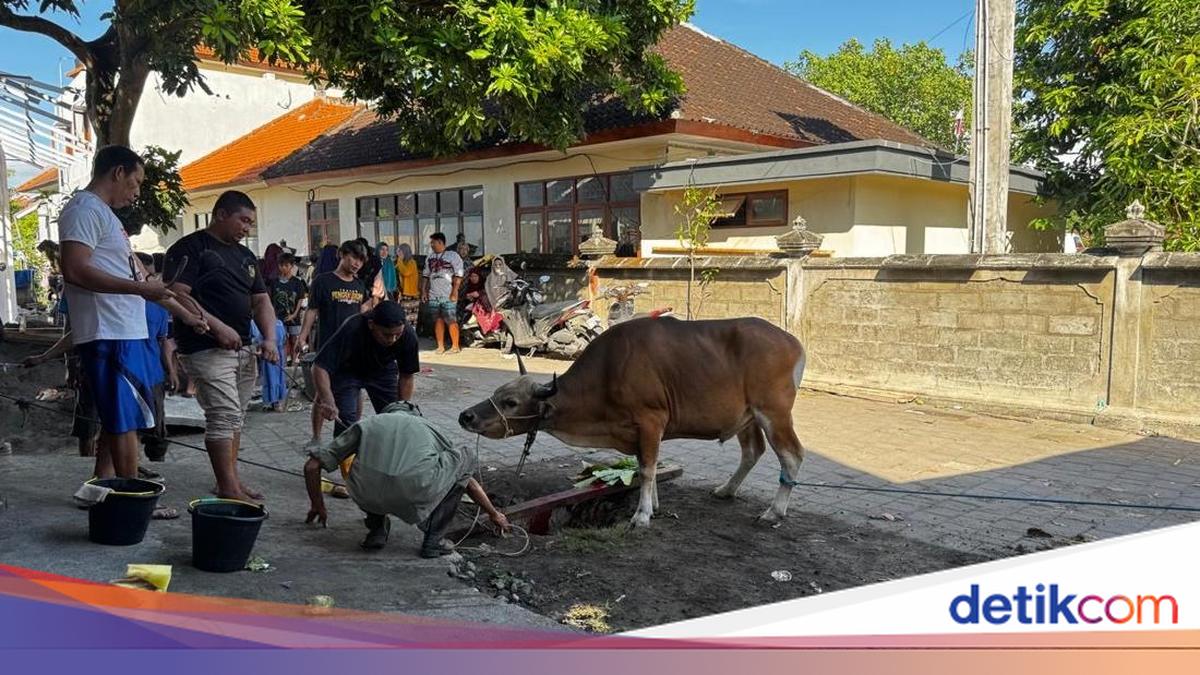 Kura Kura Bali Salurkan Hewan Kurban di Kampung Bugis Serangan
