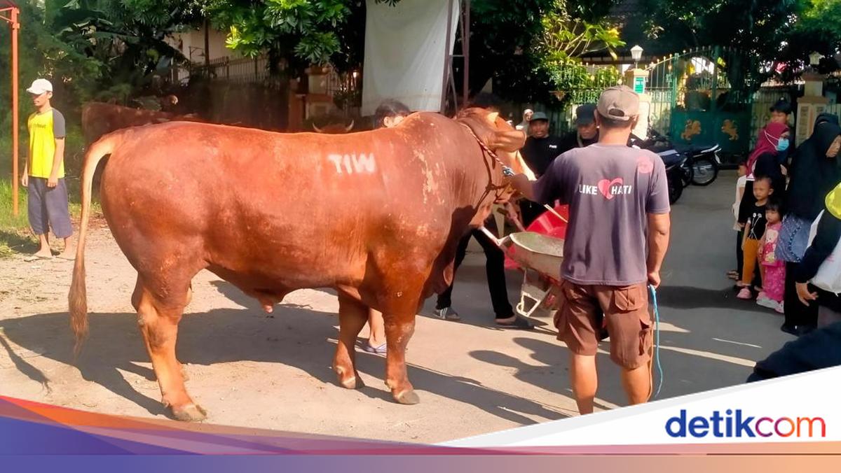 Masjid Dekat Rumah Amien Rais Dikirimi Sapi Kurban Misterius Bertulisan ...