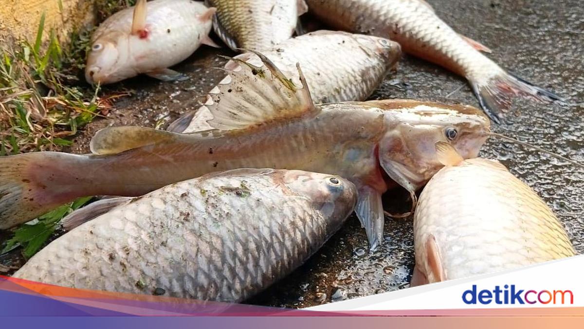 6 Fakta Ikan Mati Massal di Karawang