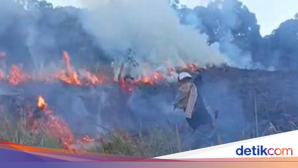 TN Gunung Rinjani Terbakar, Petugas Kewalahan Padamkan Api