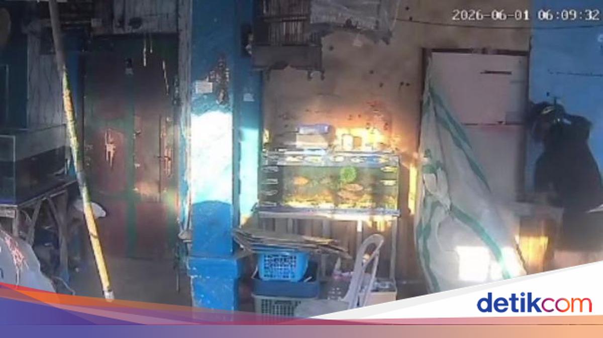 Viral Maling Burung di Kotim, Murai Curian Dimasukkan ke Celana
