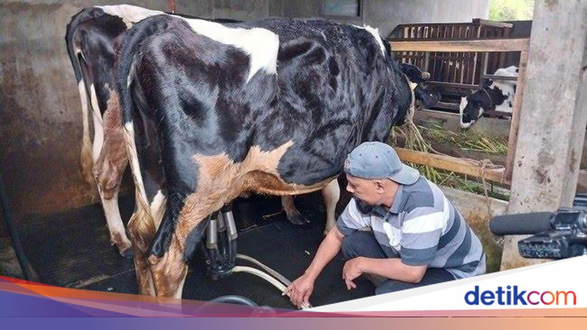 Siasat Peternak Sapi Perah di Kota Batu Hadapi Ancaman Kemarau