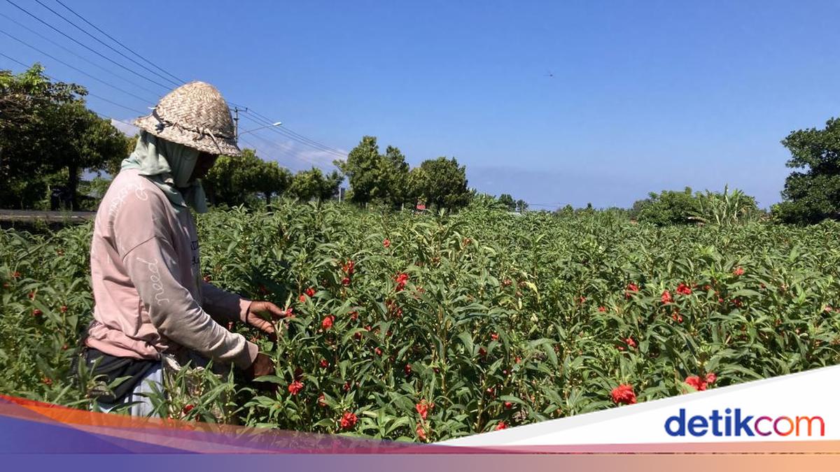 Harga Bunga Gemitir Tembus Rp 25 Ribu/Kg Jelang Galungan-Kuningan