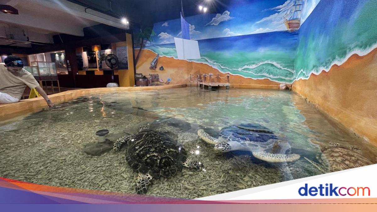 Daya Tarik Akuarium Indonesia Pangandaran hingga Harga Tiketnya