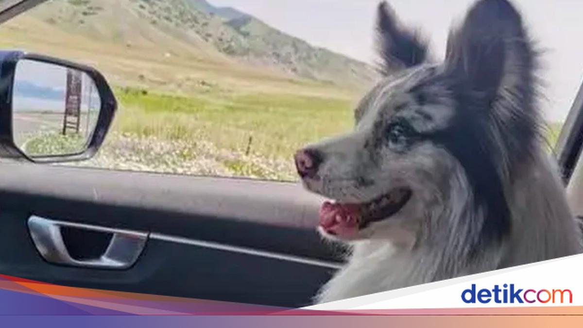 Tragis! 'Selebgram' Anjing 1,5 Juta Followers Dicuri dan Dijual ke Restoran
