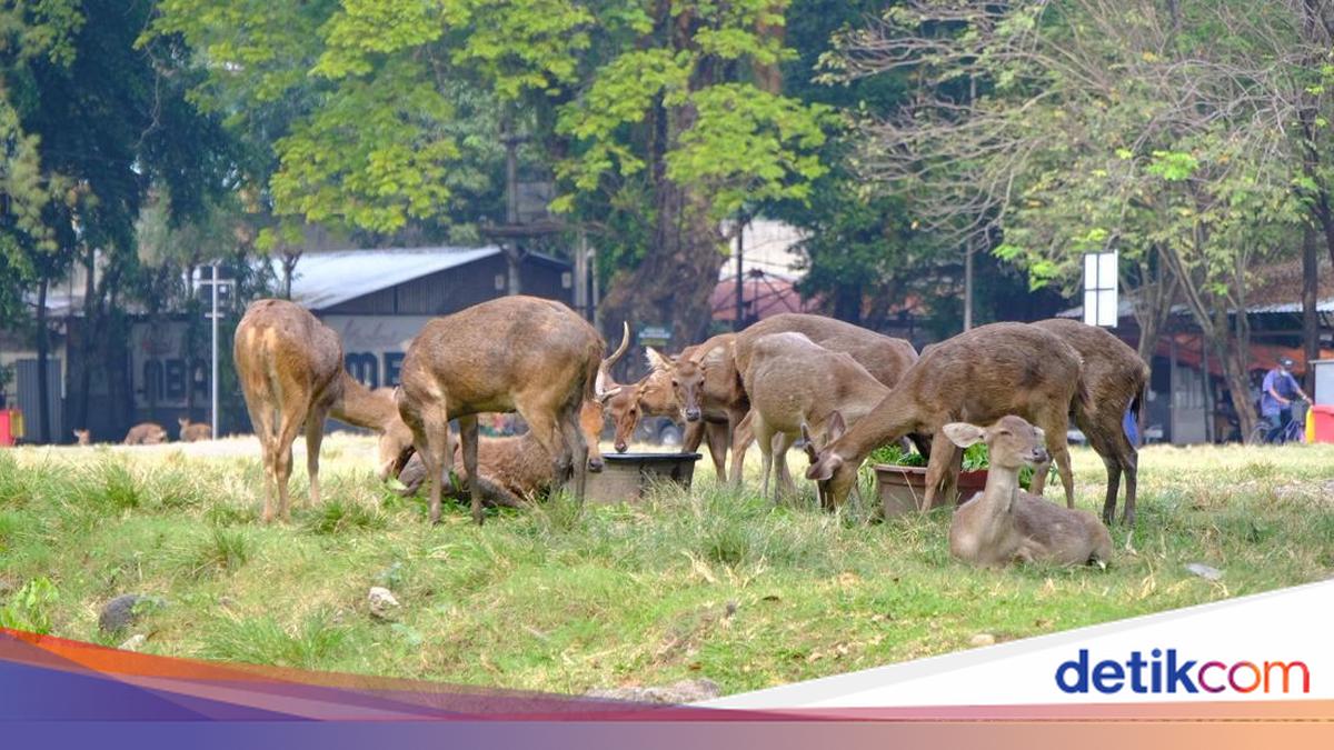 Viral Rusa di Taman Sriwedari Solo Mengais Makan dari Tempat Sampah