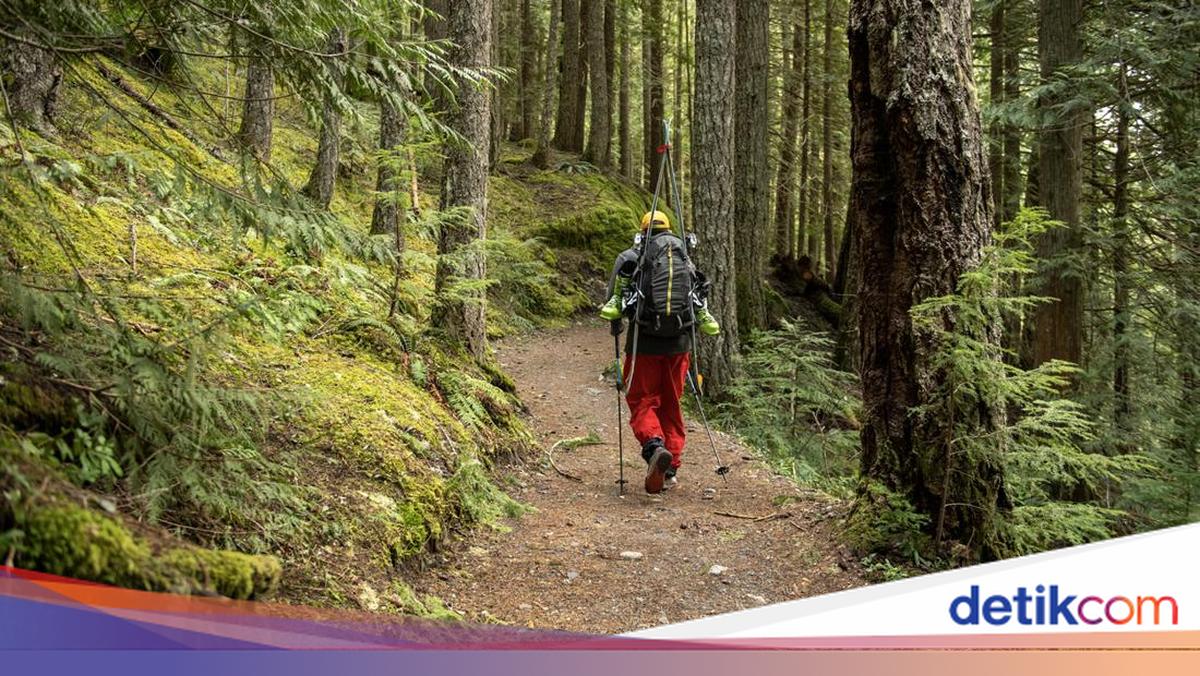 Ajaib! 14 Hari Hilang, Pendaki Selamat-Bertahan Hidup Minum Air Kantong ...