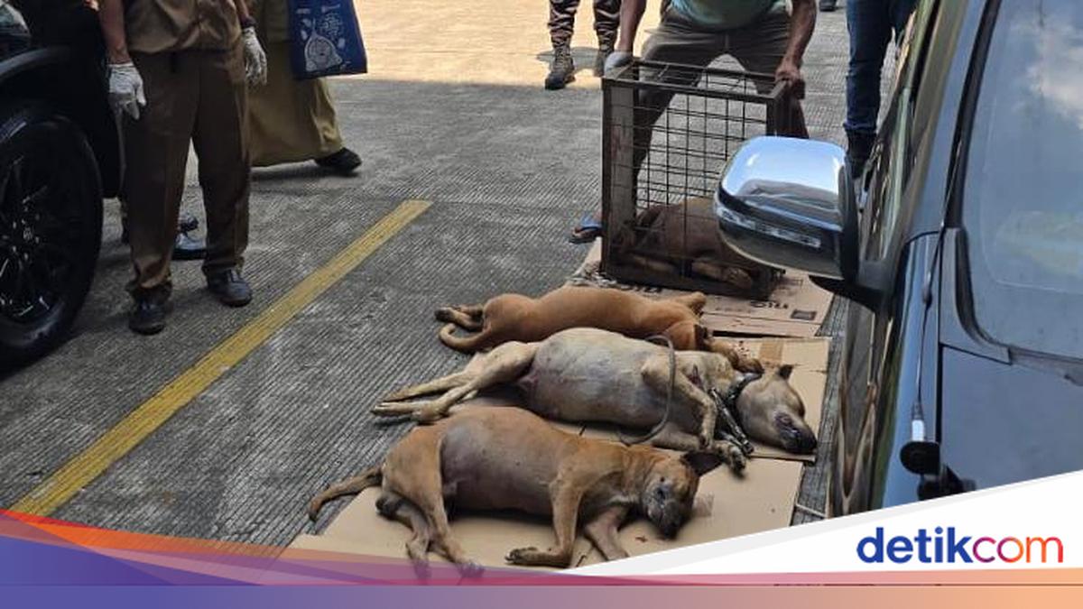 Ayah Bocah yang Tewas Diserang Anjing Pemburu di Jasinga Tempuh Jalur Hukum