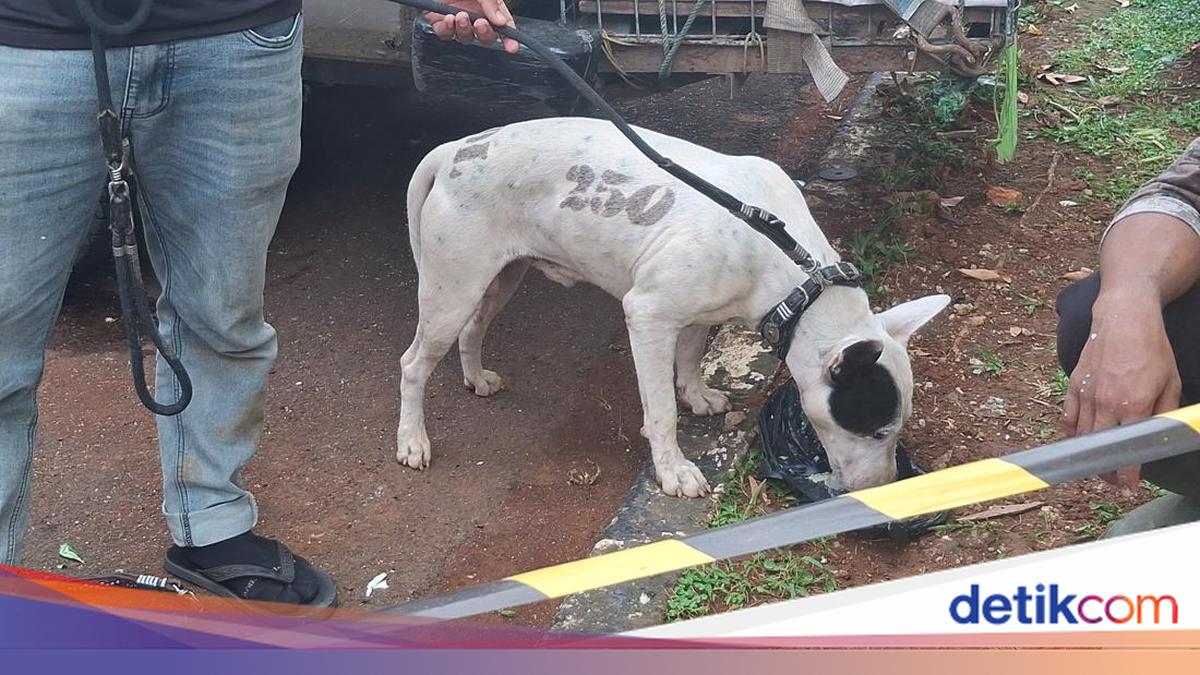 Polisi Dalami Potensi Tersangka Lain di Kasus Bocah Tewas Diserang Anjing