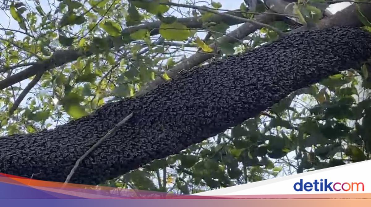Sarang Tawon Sepanjang 2 Meter Resahkan Warga di Parepare, Damkar Evakuasi