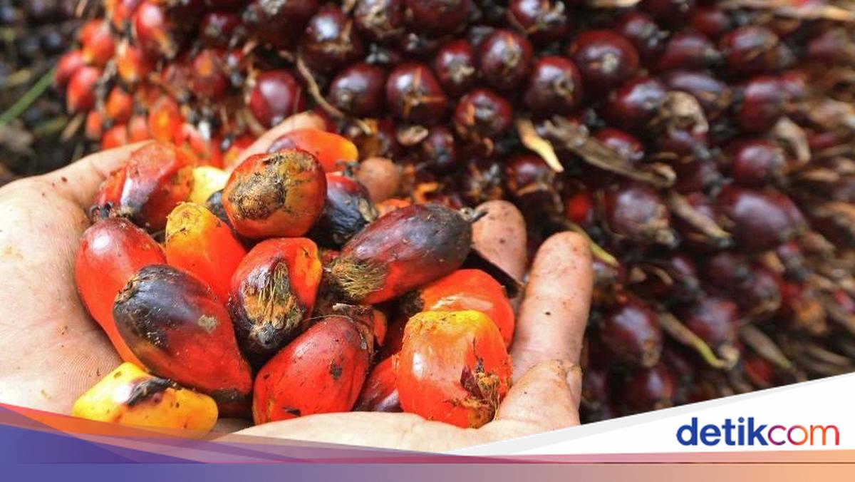PT Rimba Mujur Mahkota Konsisten Beli TBS Sesuai Ketentuan Disbun