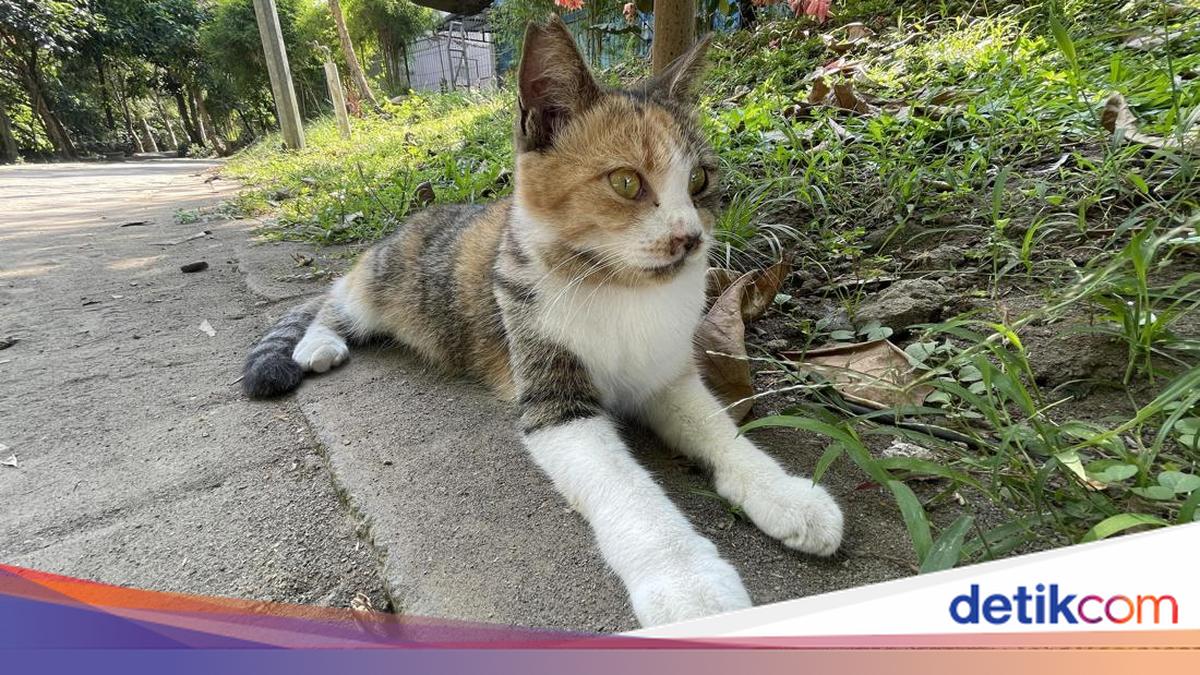 Kalau Benar Bikin Sedih, Dari Sinikah Asal Usul Kucing Liar Wisdom Park ...