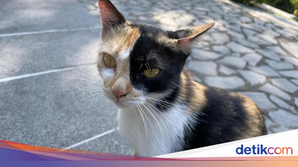 Kucing-kucing di Wisdom Park UGM Disebut Buangan, Begini Hasil Pantauan ...