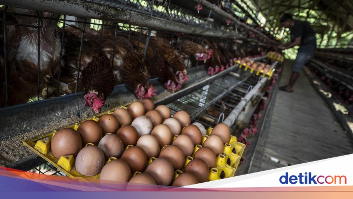 Bapanas Siapkan Bansos 1 Kg Ayam & 10 Telur Imbas Harga Anjlok