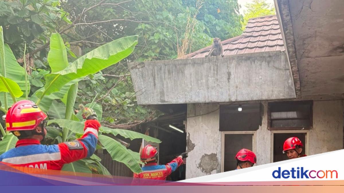 Monyet Lepas Berkeliaran 3 Hari di Bekasi hingga Gigit Warga