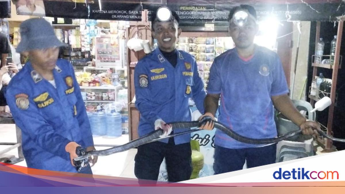 Geger Ular King Kobra 2 Meter Sembunyi di Tumpukan Tabung Gas Kios Sidrap
