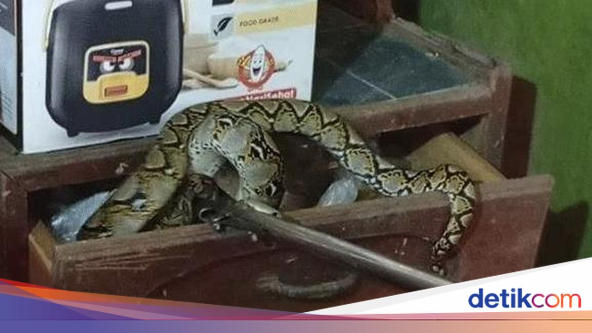 Bikin Kaget! Ular Sanca Sembunyi di Laci Dapur Warga Seruyan