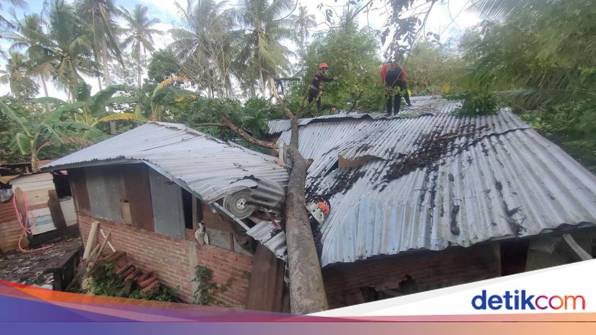 7 Rumah di Sidrap Rusak Tertimpa Pohon Tumbang Akibat Angin Kencang