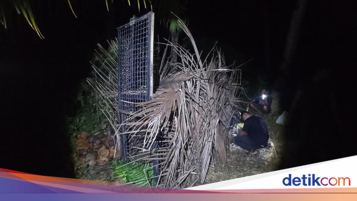 Beruang Muncul di Kebun Warga Tanggamus, BKSDA Pasang Kandang Jebak