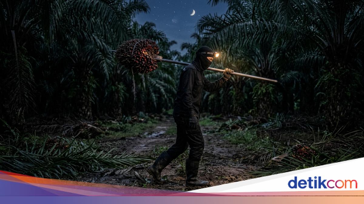 Pengelola Kebun Sawit di Sumut Resah, Pencurian TBS Marak gegara Narkoba