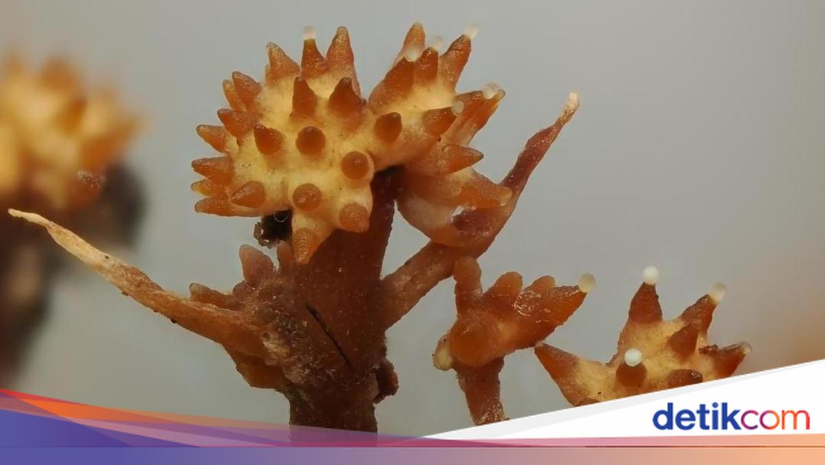 Jamur Baru Ditemukan di Hutan Borneo, Mangsa Jamur Zombi yang ...