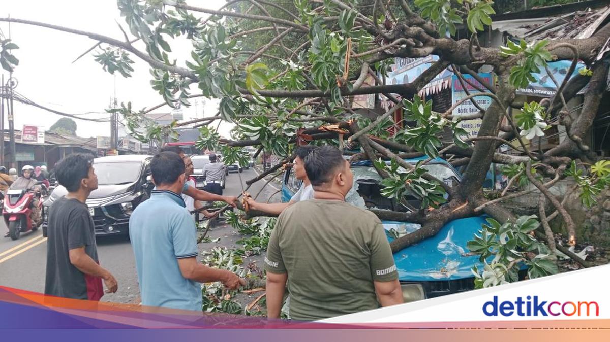 Pohon Tumbang Timpa Kios-Angkot di Simpang Talang Bogor, Lalin Sempat Macet