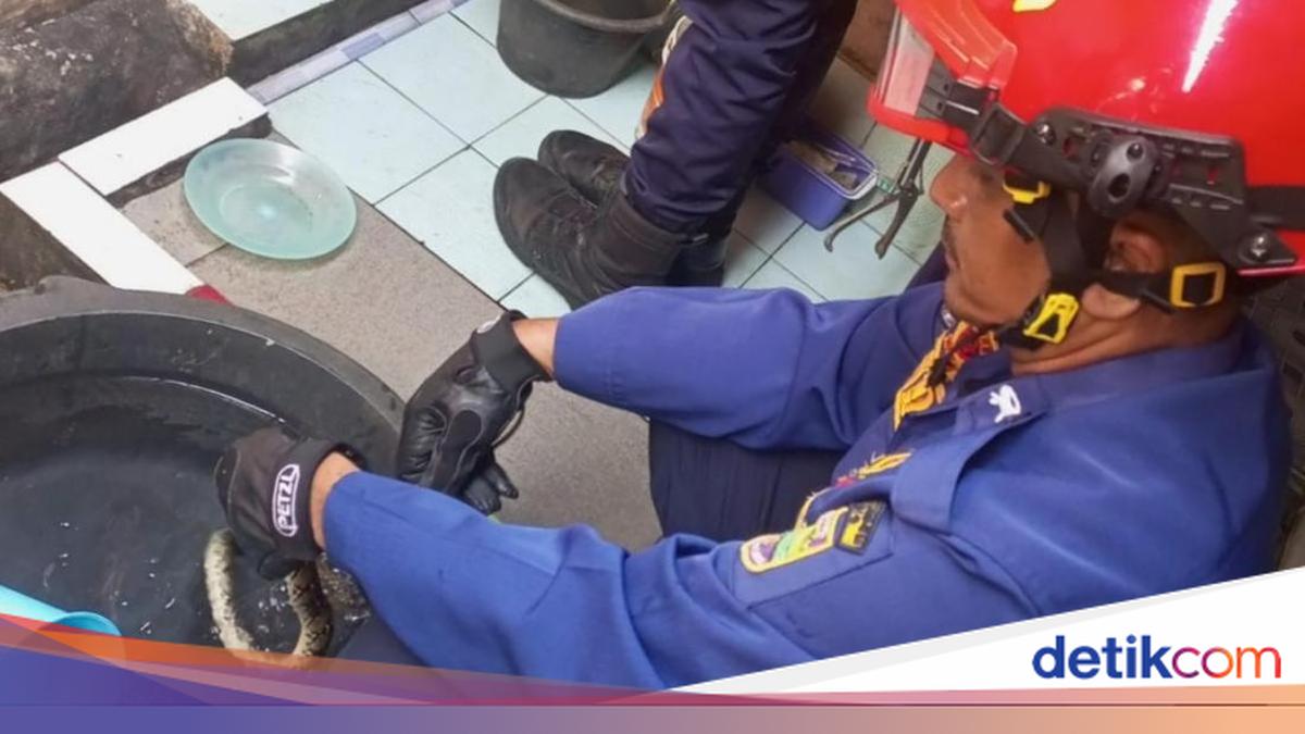 Hendak Mandi, Tati Malah Papasan dengan Ular Sanca di Toilet