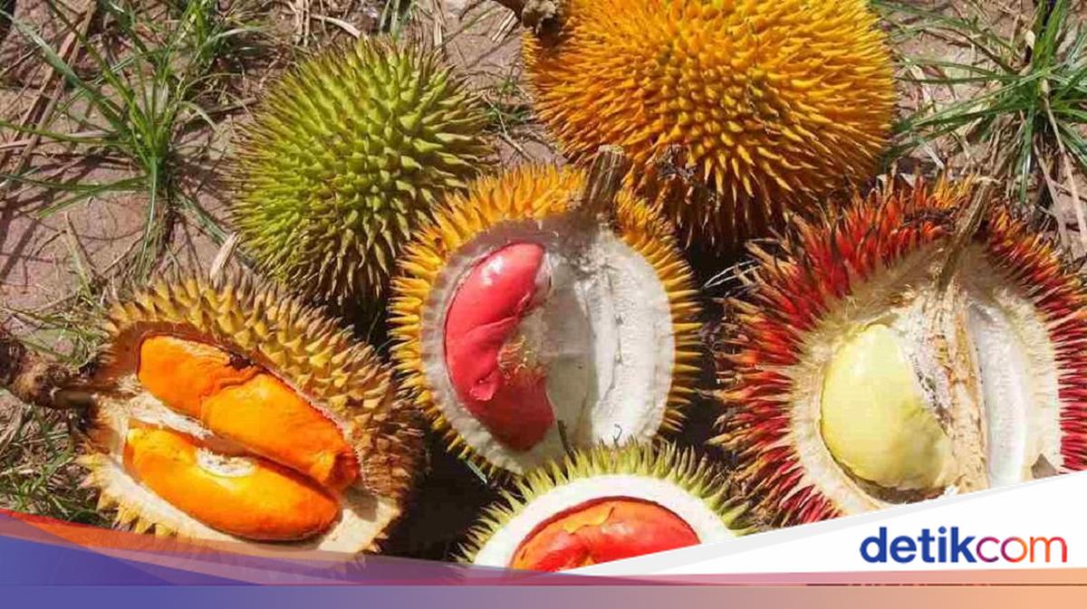 Mengenal Ragam Durian Liar di Kalimantan, Ada yang Berdaging Merah