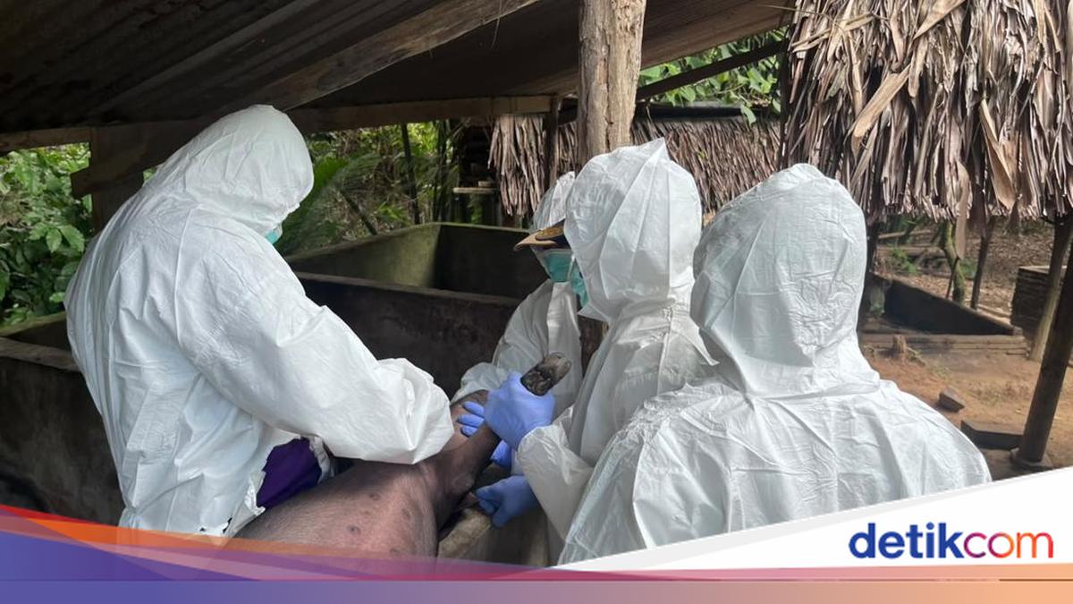 83 Babi di Polman Mati Akibat Virus ASF, 4 Kecamatan Berisiko Tinggi ...