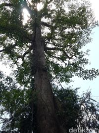 Ini Pohon Palaka Tua yang Jadi Penjaga Sumber Air di Ambon