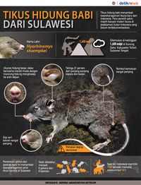 Menguak Tikus Hidung Babi dari Sulawesi