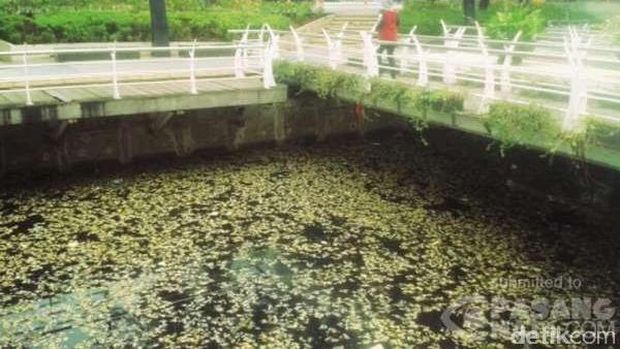 Sungai Epicentrum yang Bersih itu Kok Jadi Hitam dan Bau, Kenapa ya?