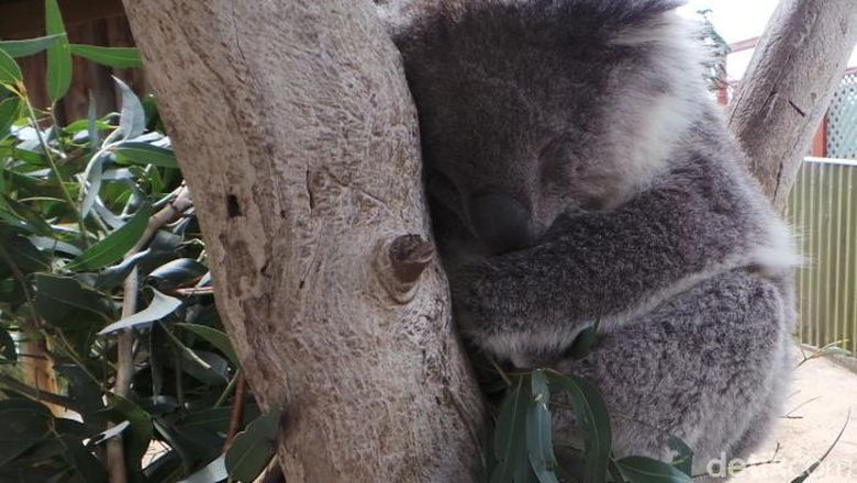 Gemas! Bertemu Koala dan Kanguru di Melbourne