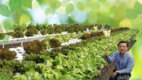 Kisah Eks Bos Disc Tarra, Banting Setir Jadi Petani Sayur