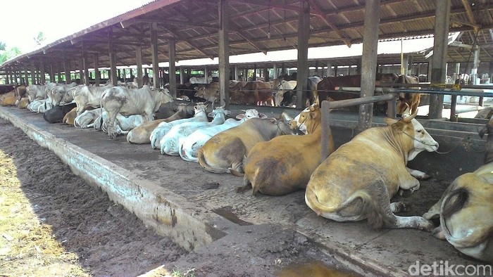 Investor Brasil Akan Buka Lahan Peternakan Sapi di Sumba Timur