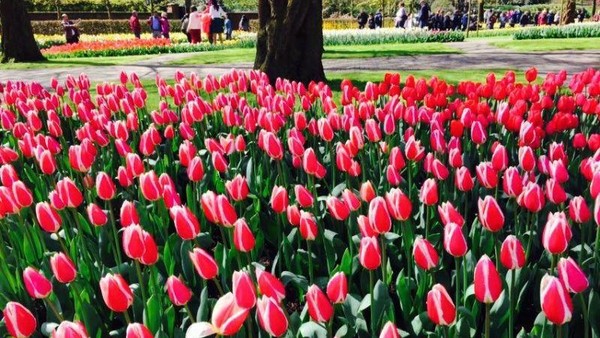 Hati Berbunga-bunga di Taman Keukenhof, Belanda