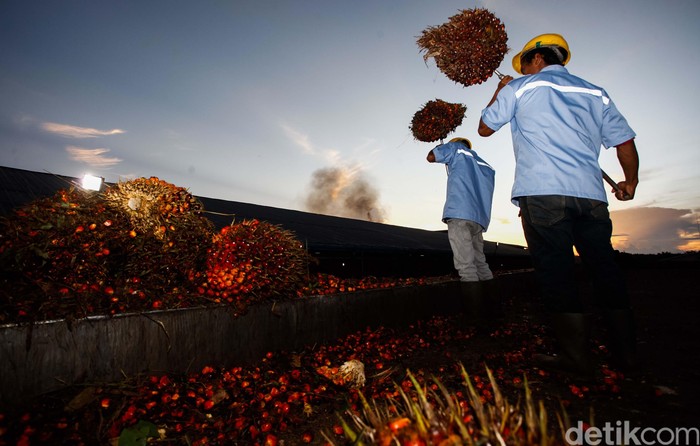 Melihat Proses Pengolahan Sawit