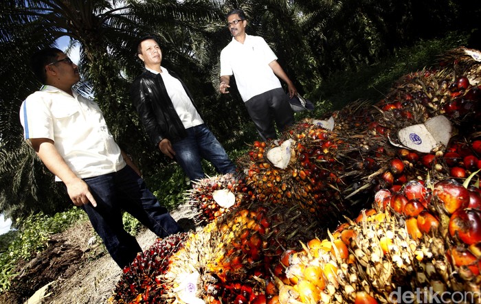 Mengunjungi Kebun Sawit Milik PT SSMS