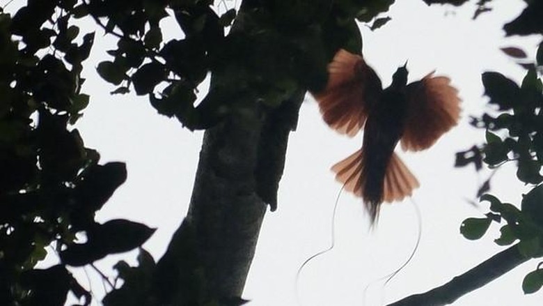 Mengintip Sang Burung Surga dari Tanah Papua