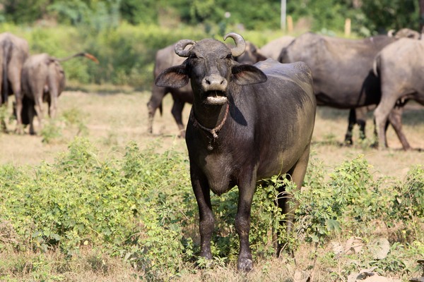 Foto: Fakta Menarik Tentang Kerbau
