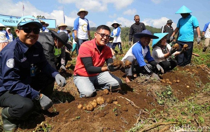 Panen Kentang Indofood di Garut