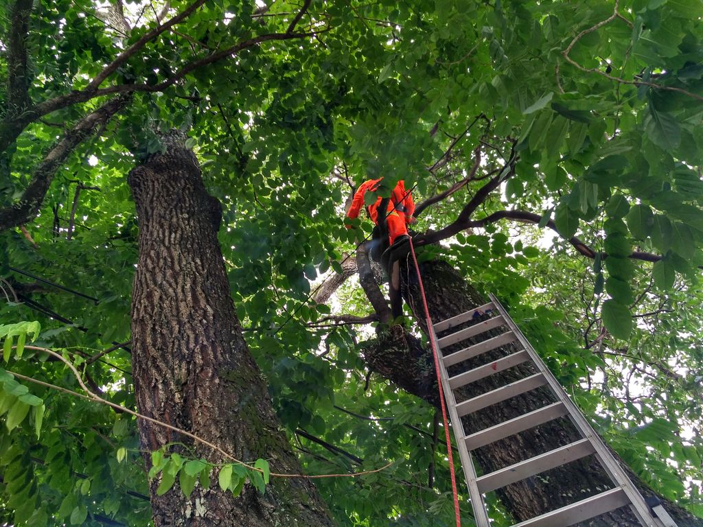 Aksi Regu Penyelamat Di Bandung Selamatkan Kucing Terjebak Di Puncak Pohon