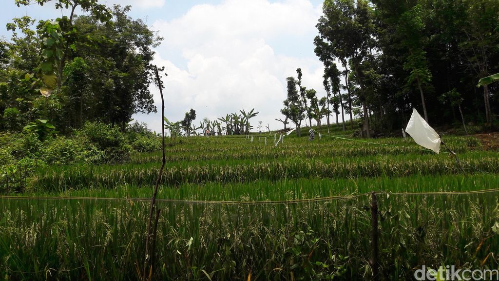 Melihat 'Sentuhan' TNI Alirkan Air ke Perbukitan dan Sawah Tandus di ... Melihat 'Sentuhan' TNI Alirkan Air ke Perbukitan dan Sawah Tandus di ...