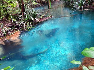 5 Fakta Unik Kalibiru, Sungai Sejernih Kristal di Raja Ampat
