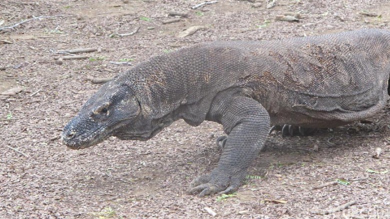 Orang Labuan Bajo Menolak Rencana Penutupan Taman Nasional Komodo