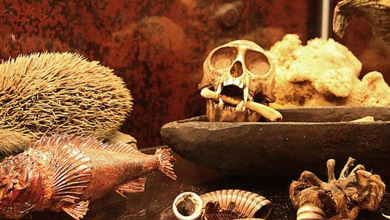 Dari Boneka Voodoo Sampai Hewan Awetan, Aneka Koleksi Eksotis di Museum ...