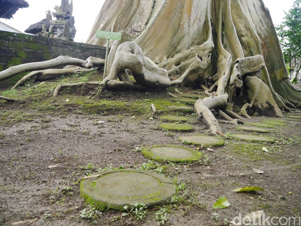 Pohon Berusia Ratusan Tahun yang Instagrammable di Bali