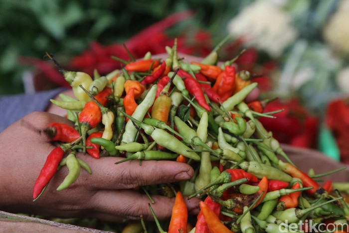 Pedasnya Harga Cabai Rawit Pedasnya Harga Cabai Rawit
